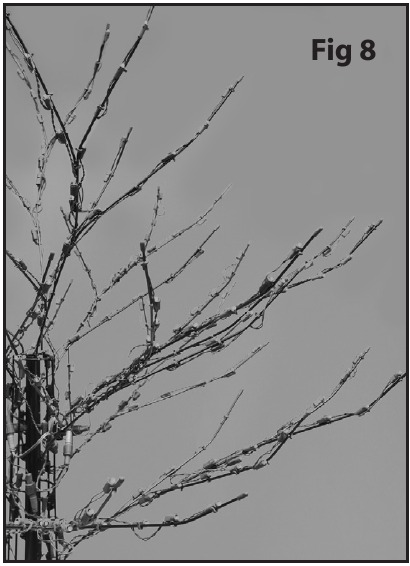 Santa's best LED15 - Outdoor Bare Branch Tree Sculpture Manual | ManualsLib
